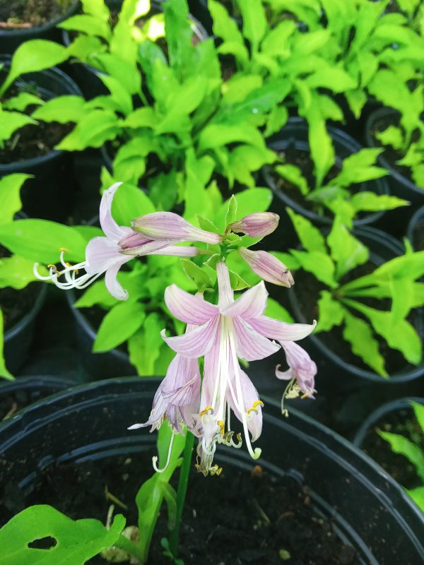Hosta capitata - mala hosta - Vrtni Centar Tvrtko