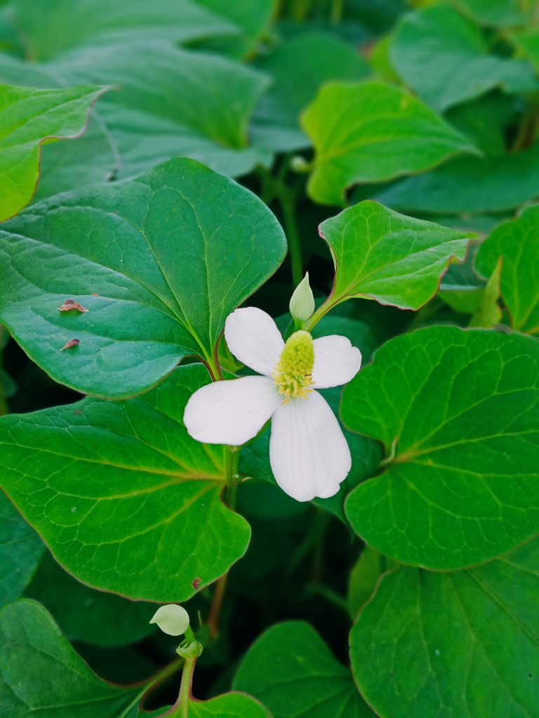 Houttuynia cordata – riblja metvica, biljka kameleon, biljka duge ...