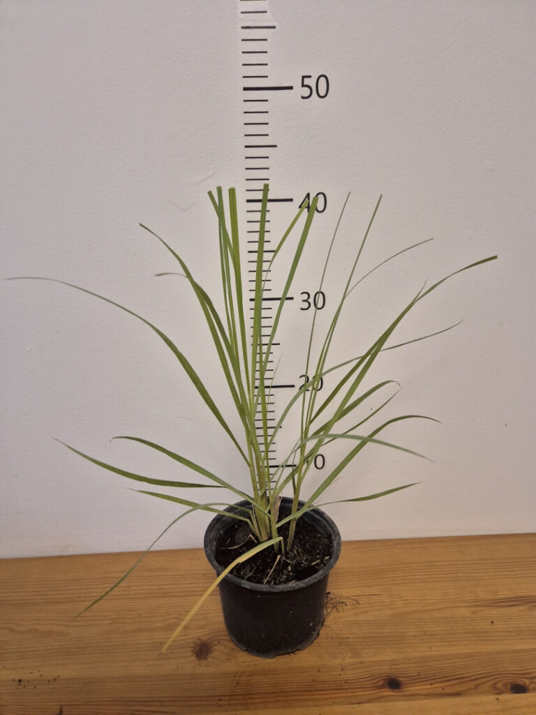 Pennisetum alopecuroides 'Moudry' - prosenjak - Vrtni Centar Tvrtko