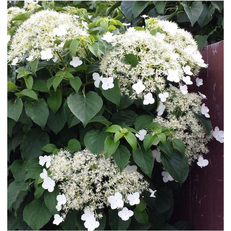Hydrangea anomala subsp. petiolaris - hortenzija penjačica - Vrtni ...