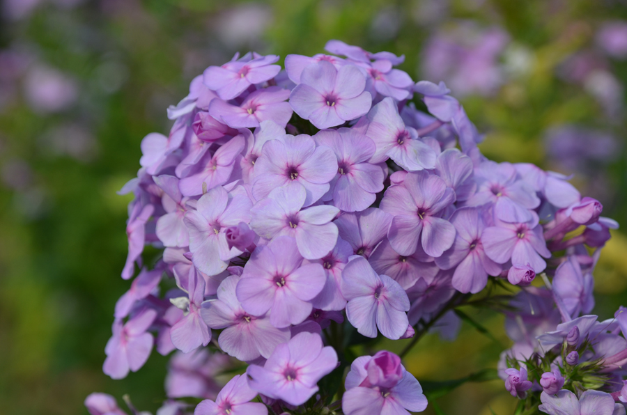 Phlox paniculata 'David Lavender' - plamenac - Vrtni Centar Tvrtko