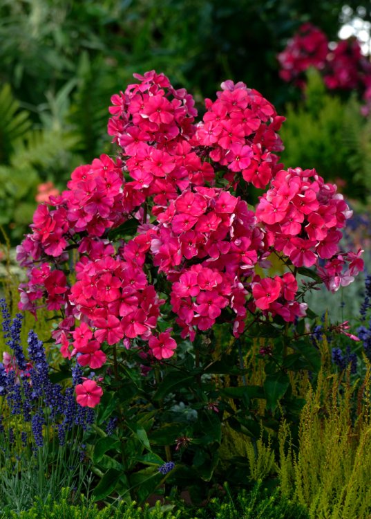 Phlox paniculata 'Tenor' - plamenac - Vrtni Centar Tvrtko