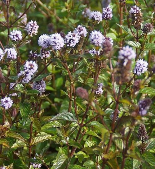 Mentha piperita “Chocolate” - čokoladna menta - Vrtni Centar Tvrtko
