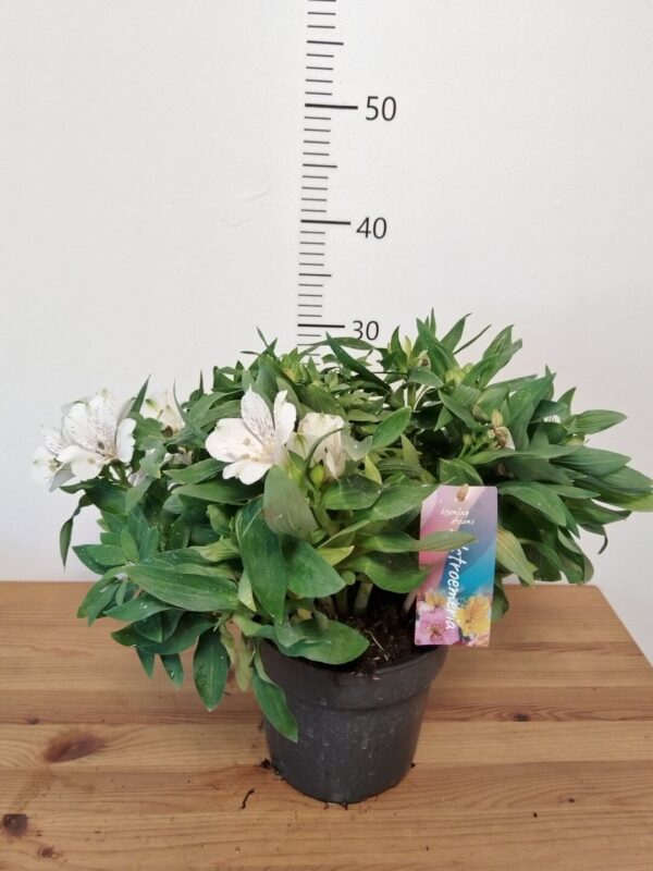 Alstroemeria inticancha 'Magic White' – Peruanski ljiljan - Vrtni ...
