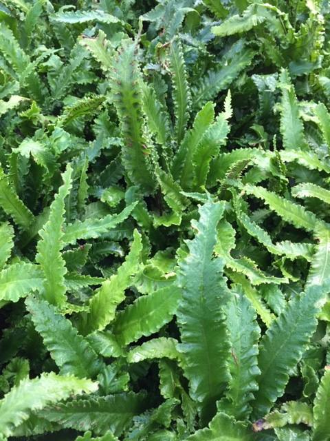 Asplenium scolopendrium 'Angustatum' - Vrtni Centar Tvrtko
