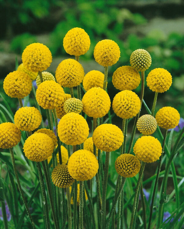 Craspedia globosa 'Golf Beauty' - Vrtni Centar Tvrtko