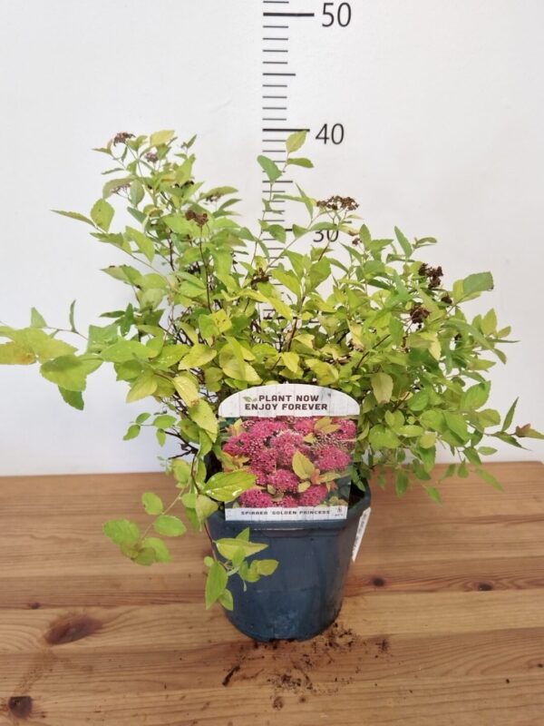 Spiraea japonica 'Golden Princess' – Japanska suručica - Vrtni Centar ...