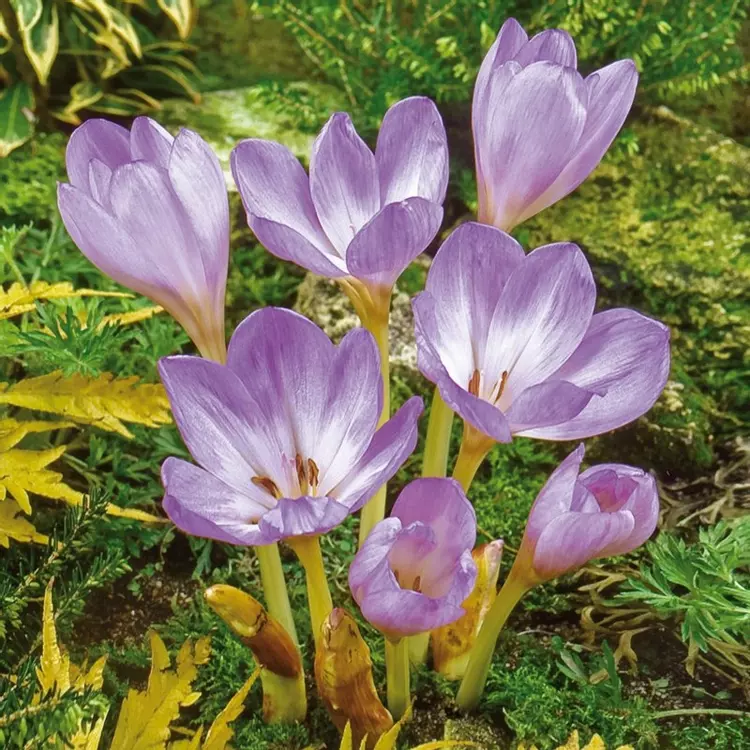 Colchicum 'The Giant' – mrazovac - Vrtni Centar Tvrtko