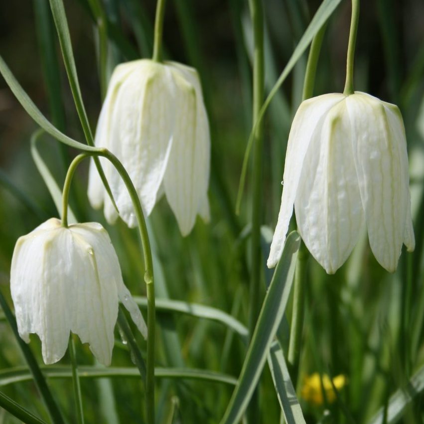 Fritillaria meleagris 'Alba' – Kockavica - Vrtni Centar Tvrtko