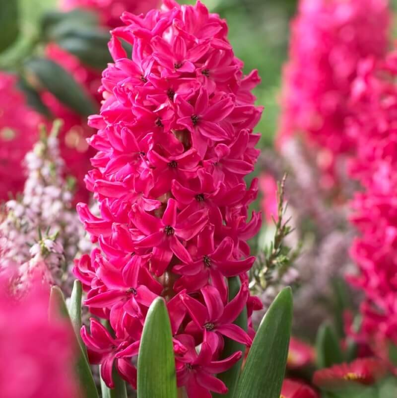 Hyacinthus 'Jan Bos' - zumbul - Vrtni Centar Tvrtko
