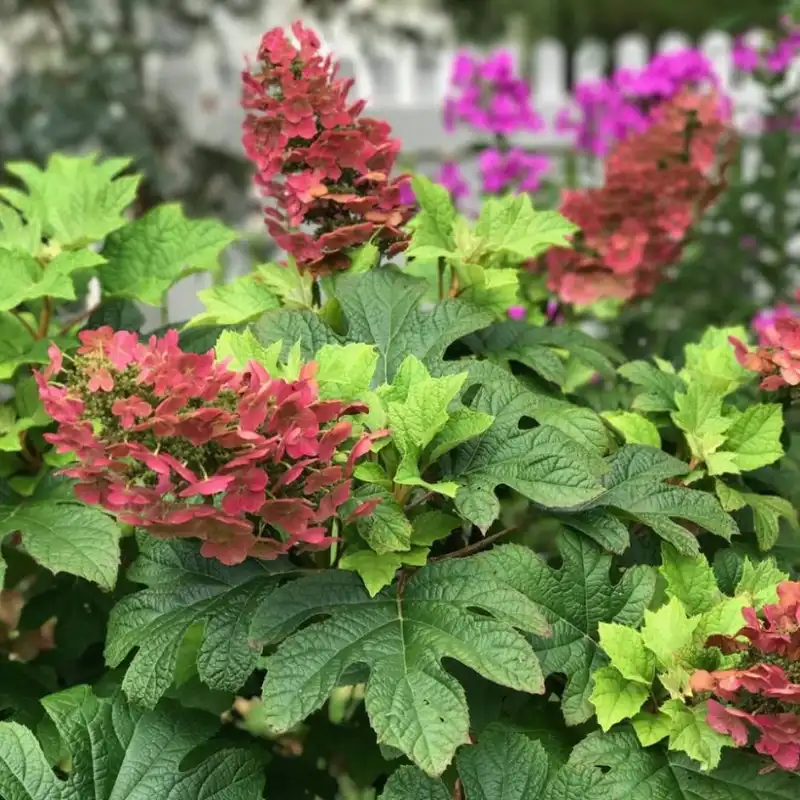 Hydrangea quercifolia 'Ruby Slippers' - Vrtni Centar Tvrtko