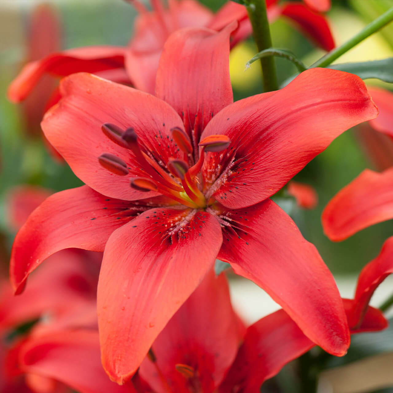 Lilium 'Red' - Vrtni Centar Tvrtko