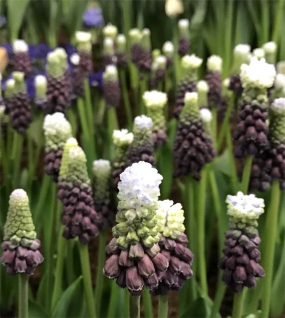 Muscari 'Grape Ice' - Vrtni Centar Tvrtko