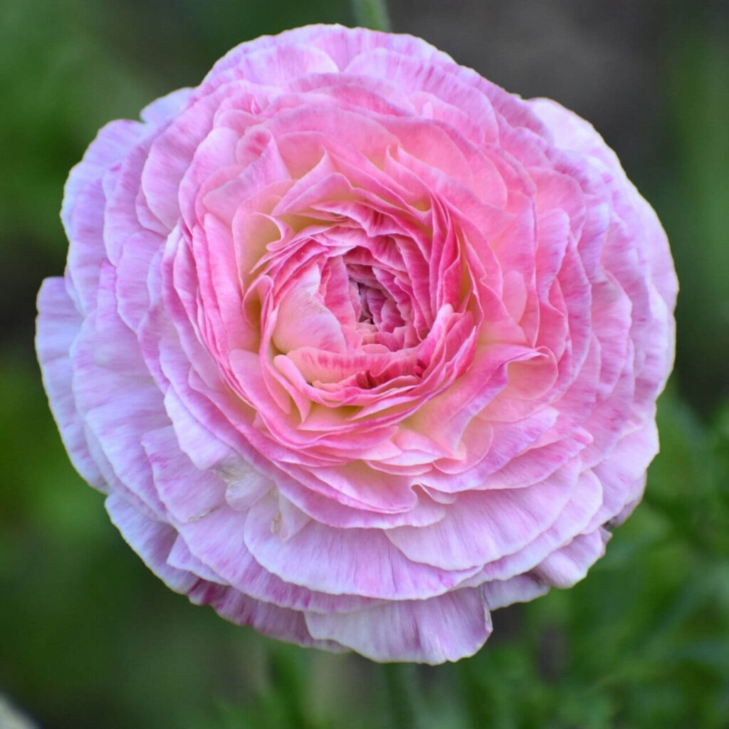 Ranunculus 'Picotee Rose' – žabnjak - Vrtni Centar Tvrtko