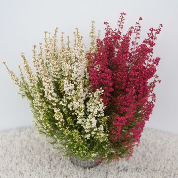 Erica gracilis 'Beauty Queens' mix – Jesenska vrijes - Vrtni Centar Tvrtko